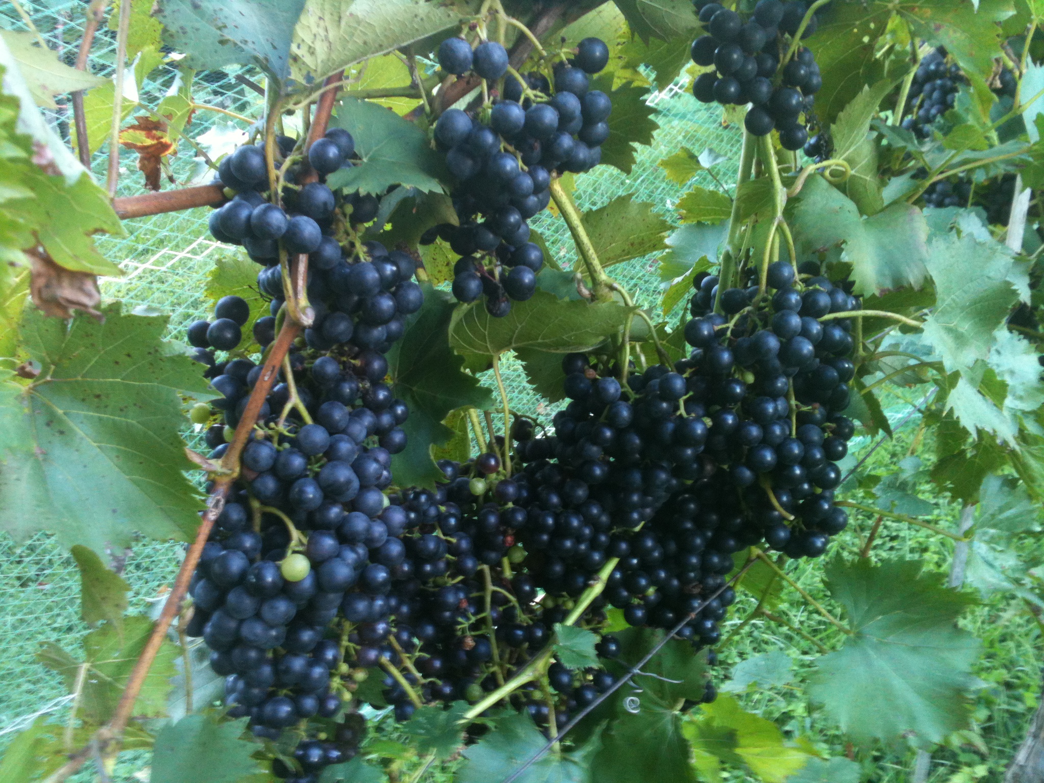 Wine