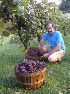 Wine