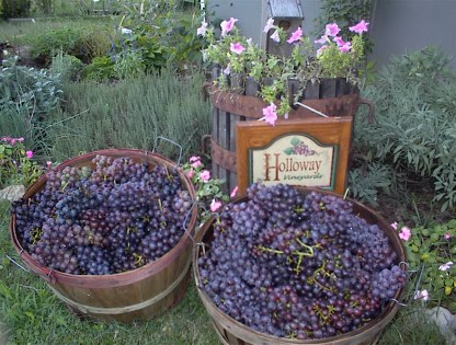 Wine
